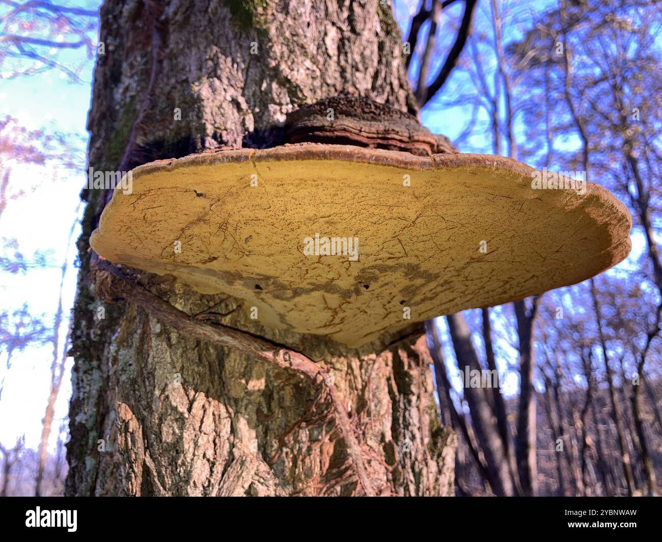 Cracked Cap Polypore (Fulvifomes robiniae) Fungi Stock Photo - Alamy