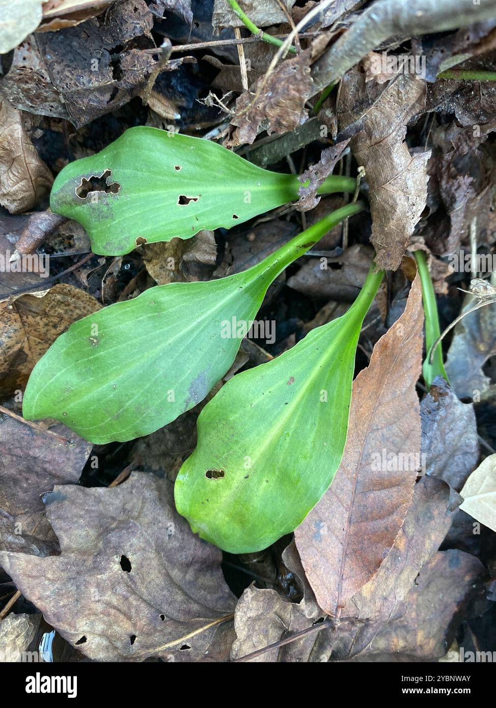 devil's bit (Chamaelirium luteum) Plantae Stock Photo - Alamy