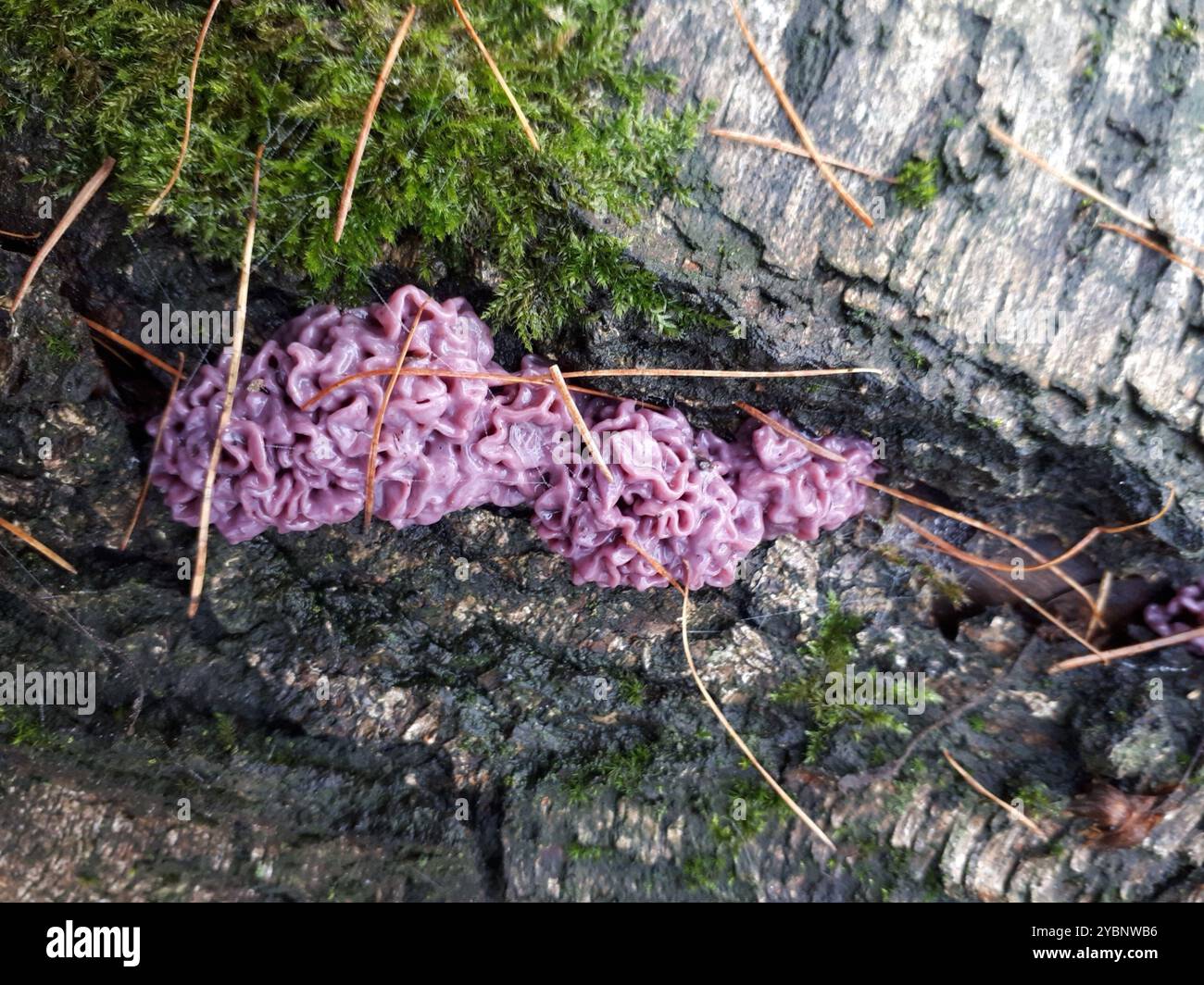 Purple Jellydisc (Ascocoryne sarcoides) Fungi Stock Photo - Alamy