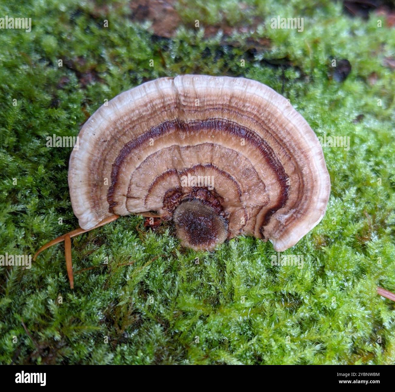 turkey-tail (Trametes versicolor) Fungi Stock Photo - Alamy