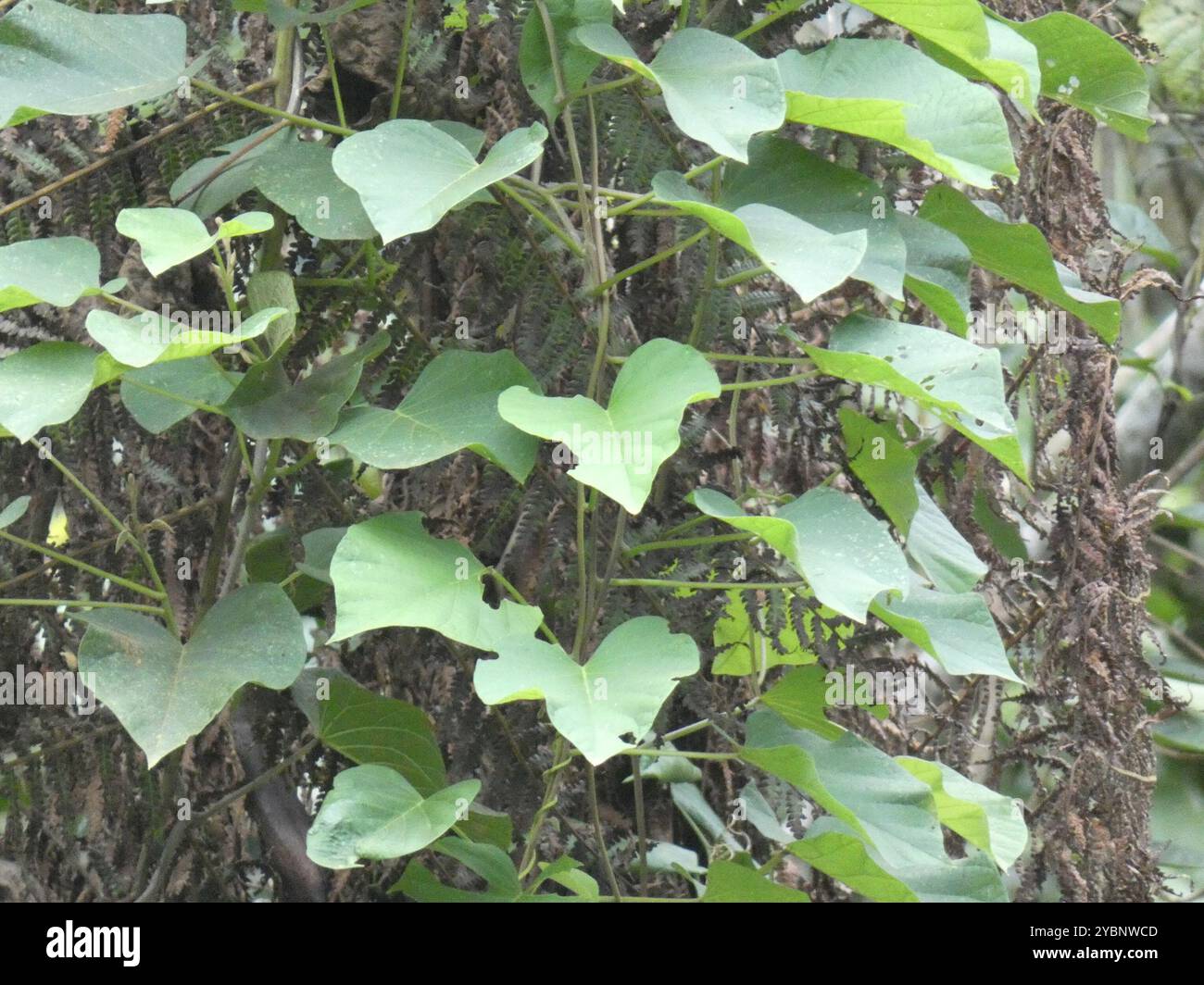 vascular plants (Tracheophyta) Plantae Stock Photo - Alamy