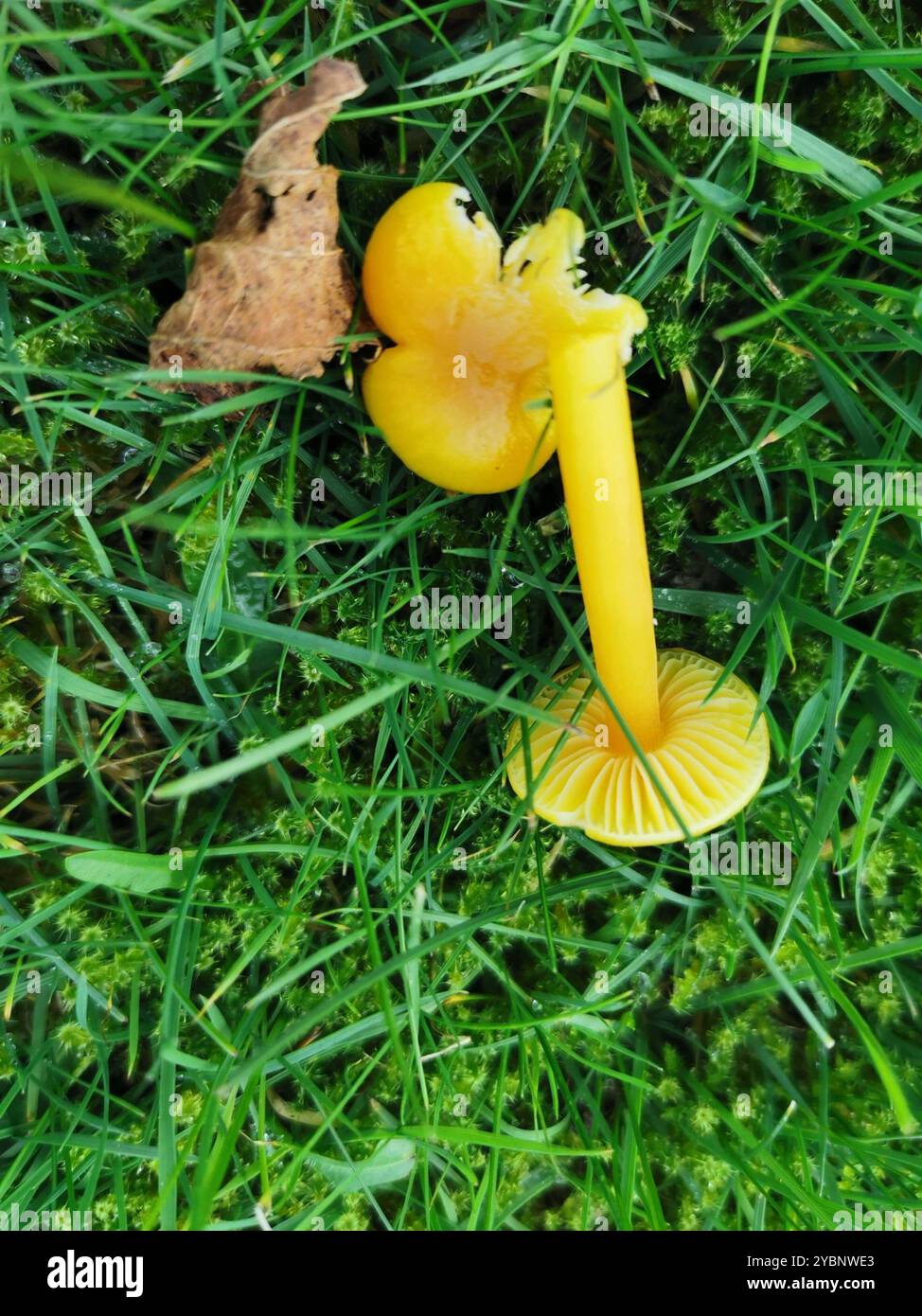 Ceracea hi-res stock photography and images - Alamy