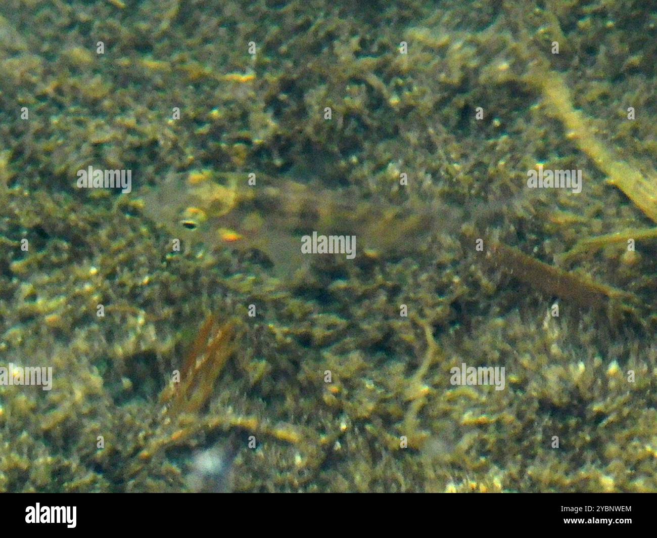 Ray-finned Fishes (Actinopterygii) Actinopterygii Stock Photo - Alamy