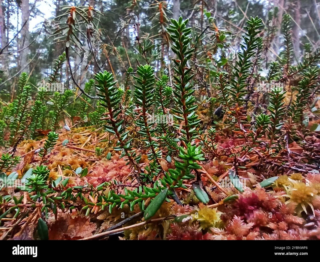 black crowberry (Empetrum nigrum) Plantae Stock Photo - Alamy