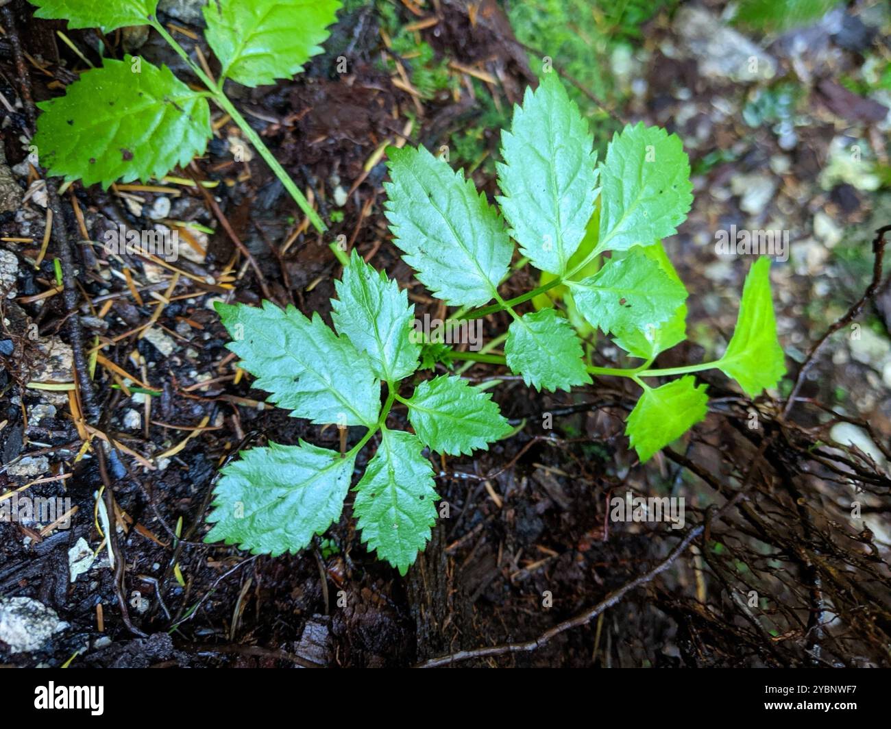 vascular plants (Tracheophyta) Plantae Stock Photo - Alamy