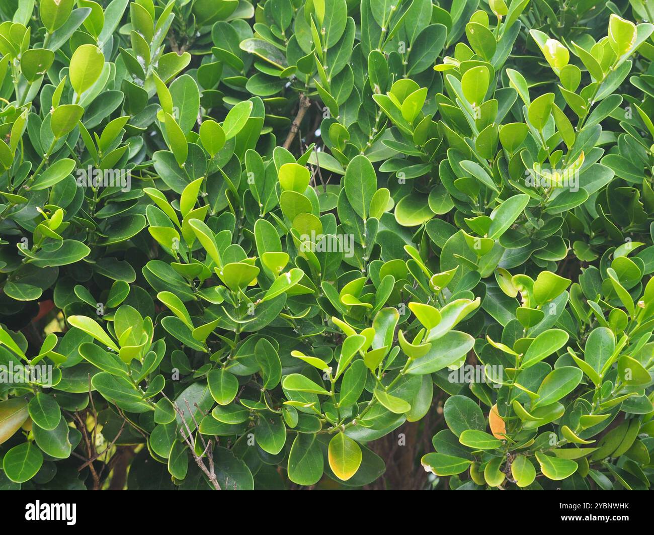 (Suregada aequorea) Plantae Stock Photo - Alamy