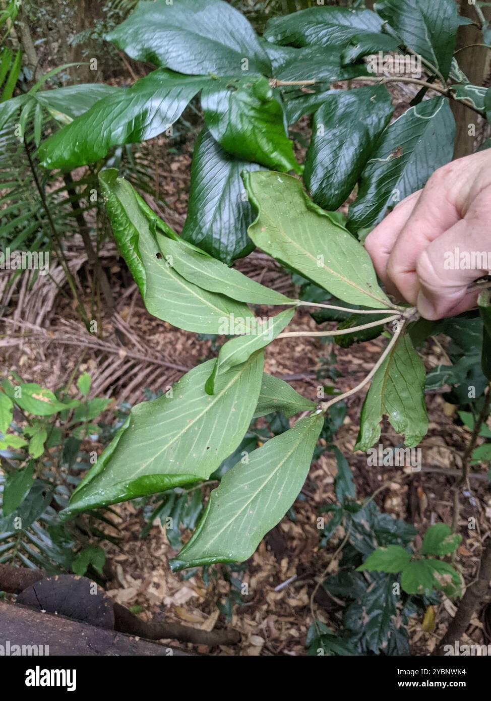 narrow-leaved gardenia (Atractocarpus chartaceus) Plantae Stock Photo ...