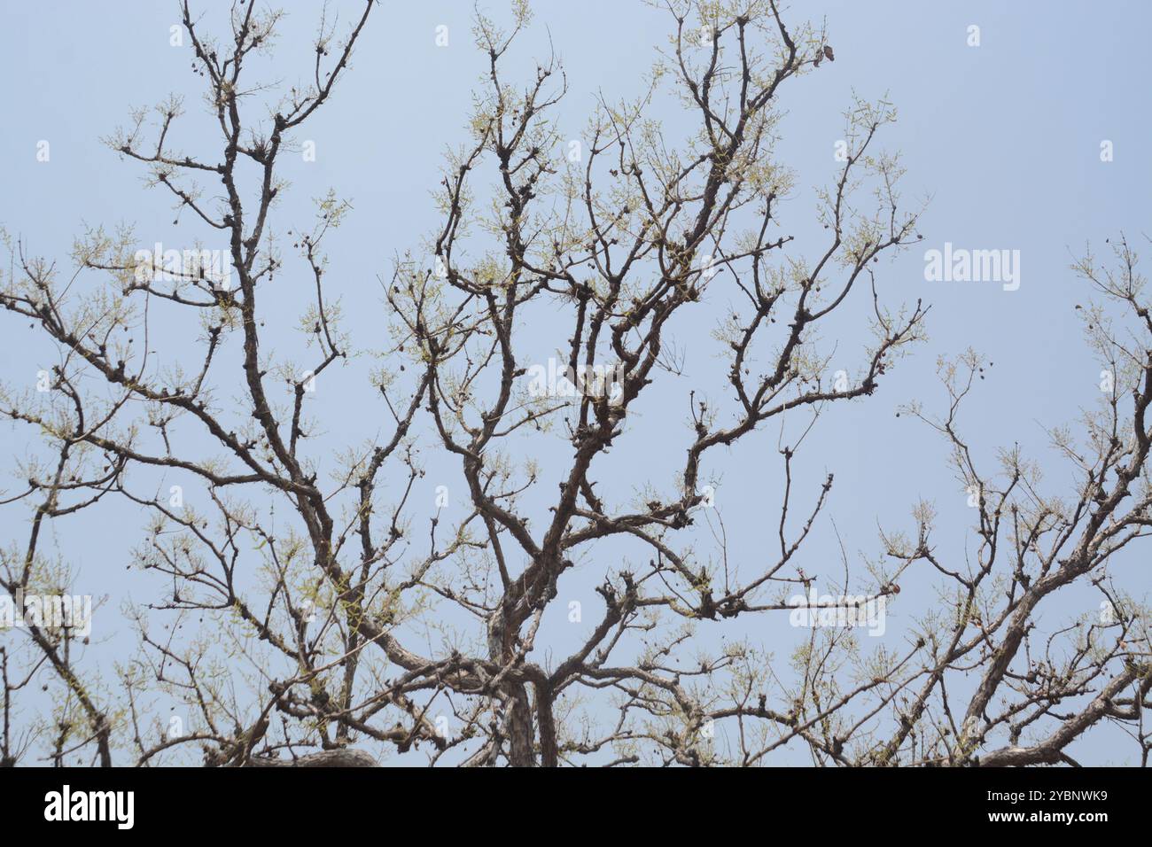 Lendia (Lagerstroemia parviflora) Plantae Stock Photo - Alamy