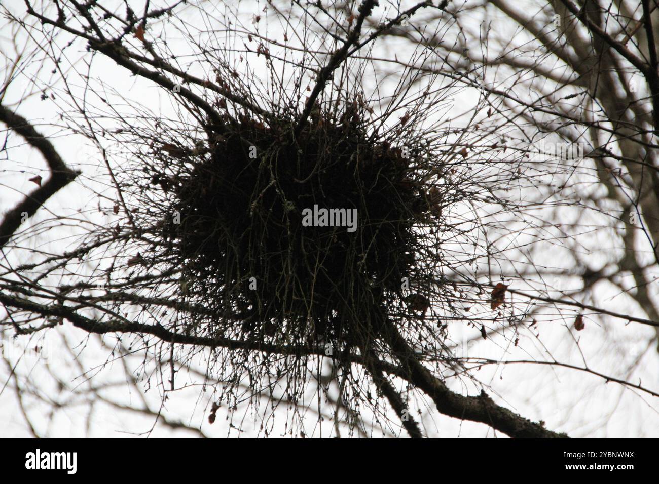 Birch Witch's-broom (Taphrina betulina) Fungi Stock Photo - Alamy