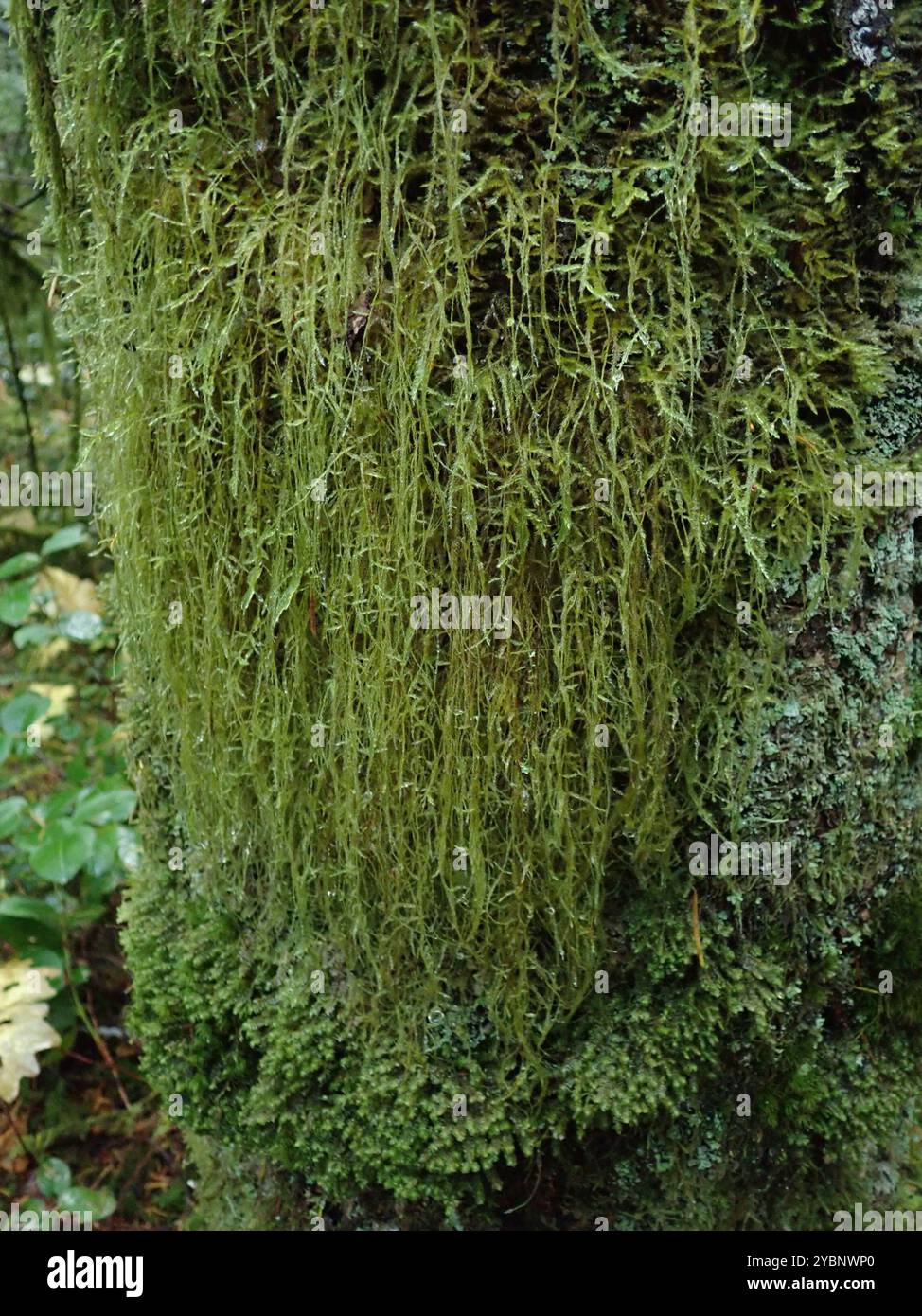 Cat's Tail Moss (Pseudisothecium stoloniferum) Plantae Stock Photo - Alamy