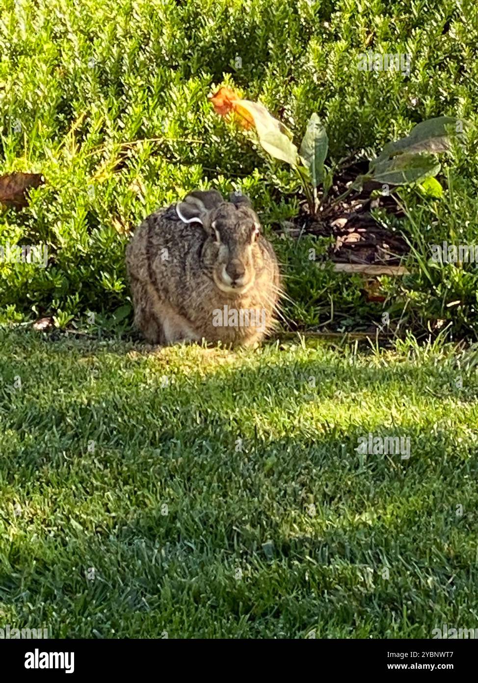 Black-tailed Jackrabbit (Lepus californicus) Mammalia Stock Photo - Alamy