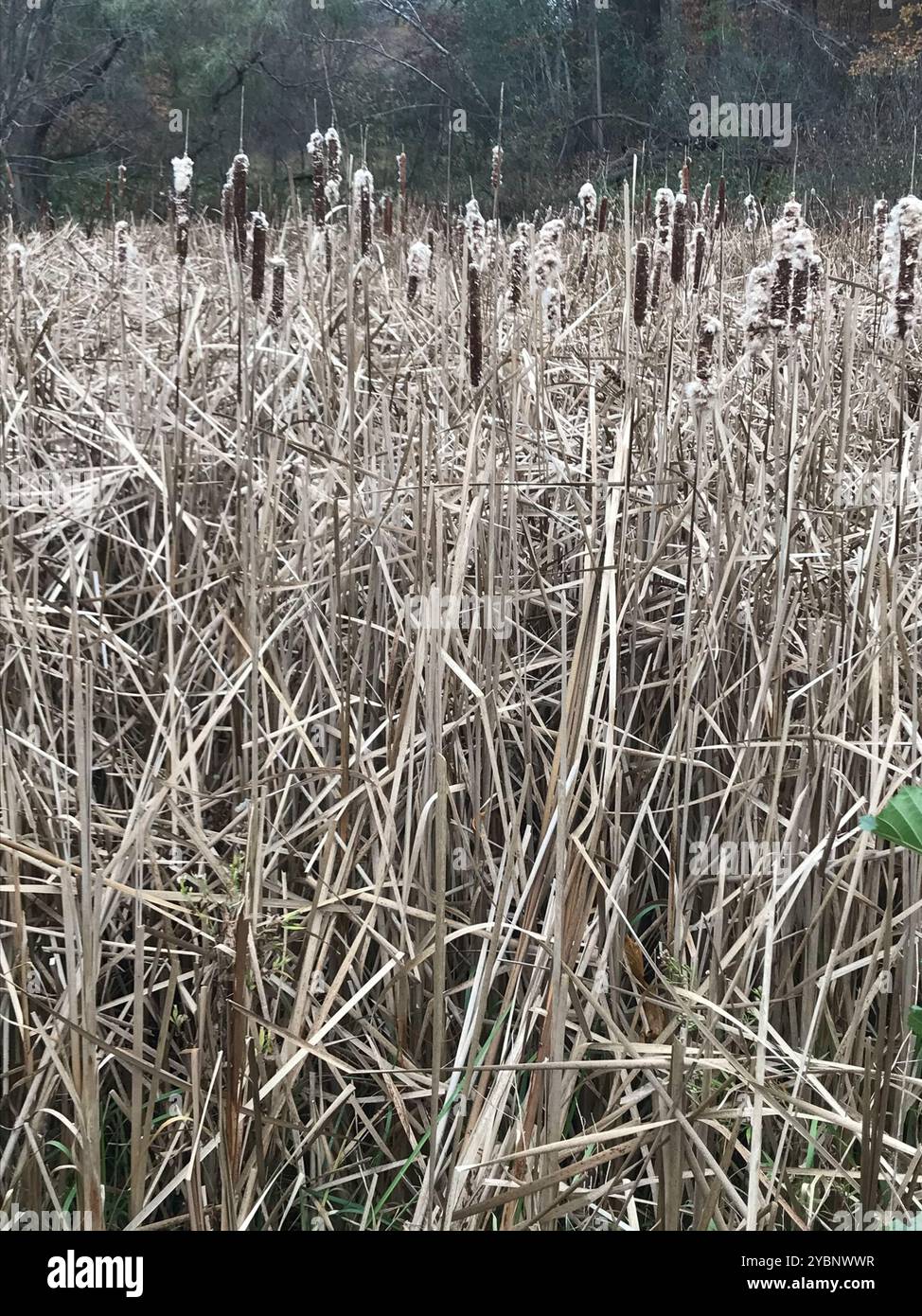 Cattails (Typha) Plantae Stock Photo - Alamy