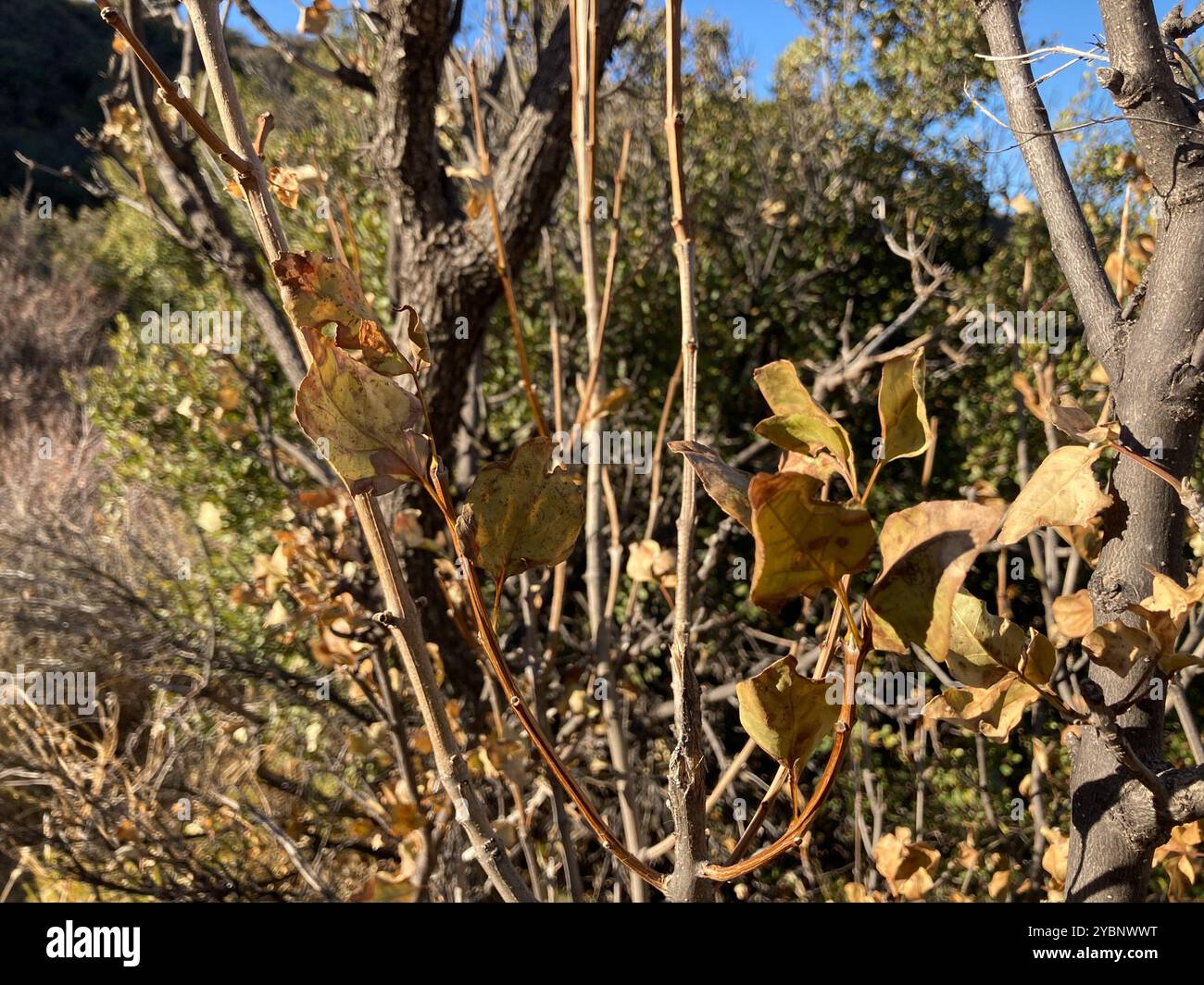 single-leaf ash (Fraxinus anomala) Plantae Stock Photo - Alamy