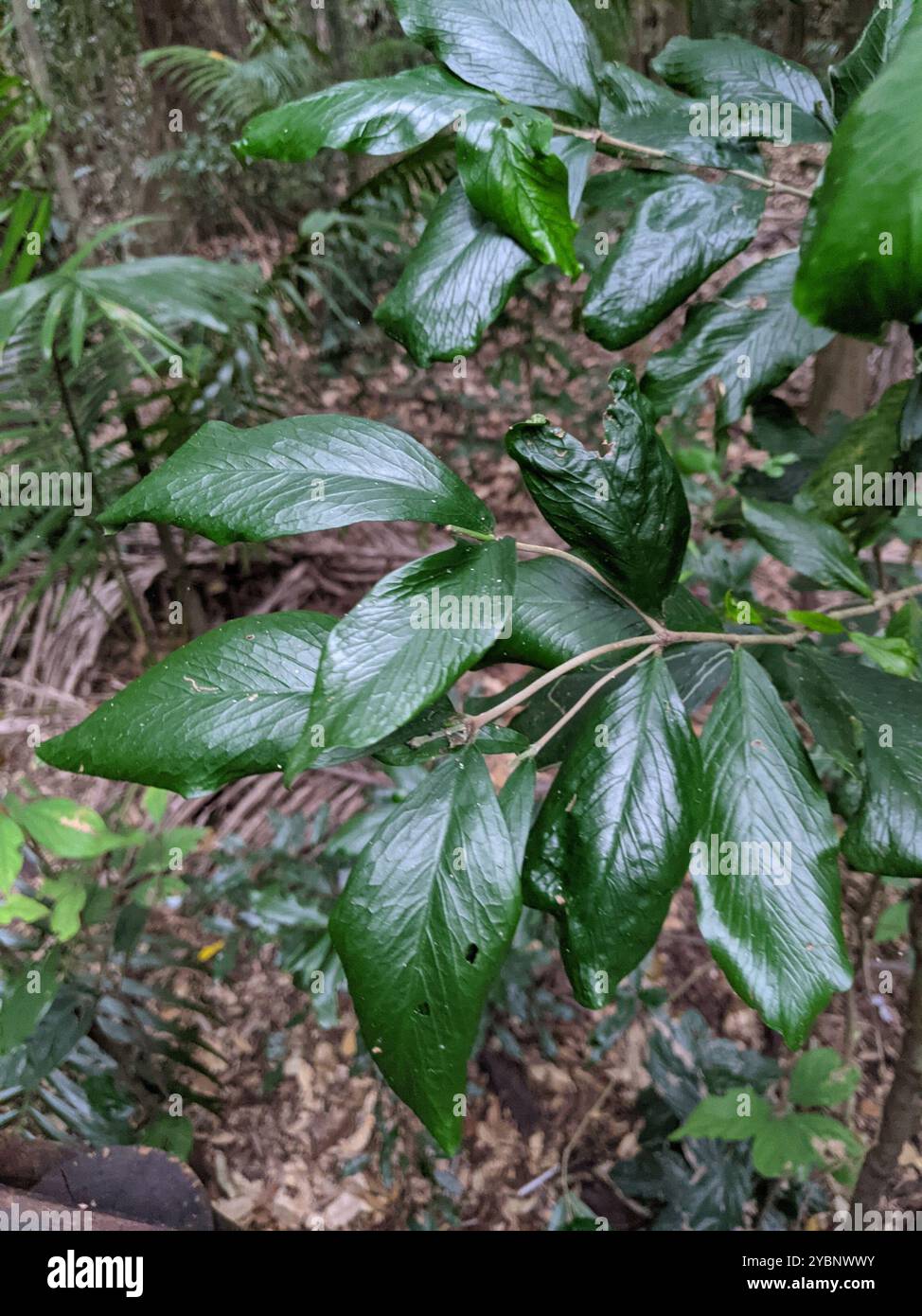 Atractocarpus hi-res stock photography and images - Alamy