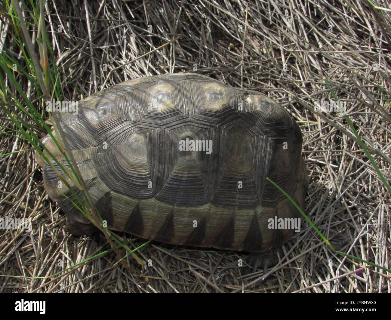 Angulate Tortoise (Chersina angulata) Reptilia Stock Photo - Alamy