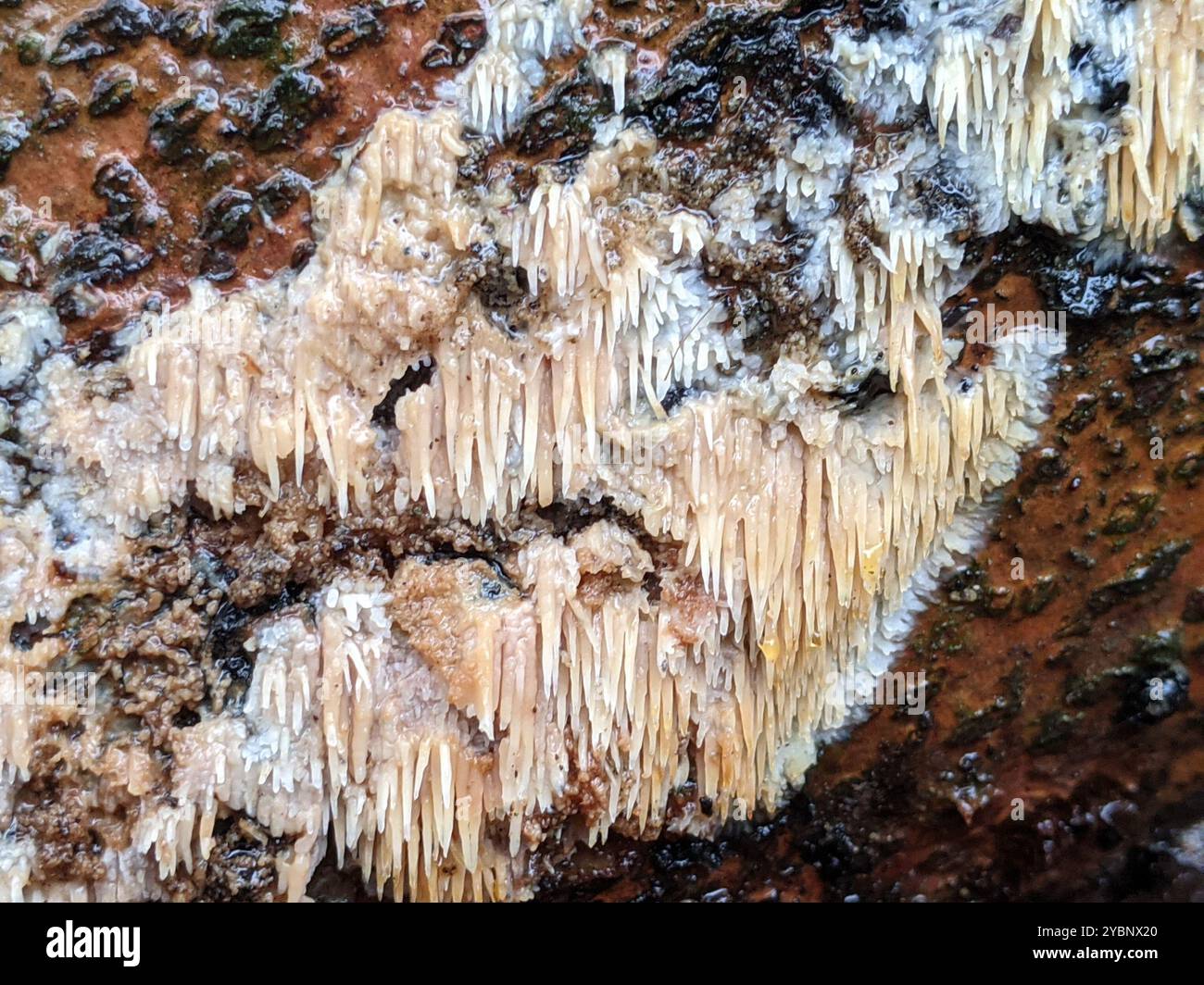Asian Beauty (Radulomyces copelandii) Fungi Stock Photo - Alamy