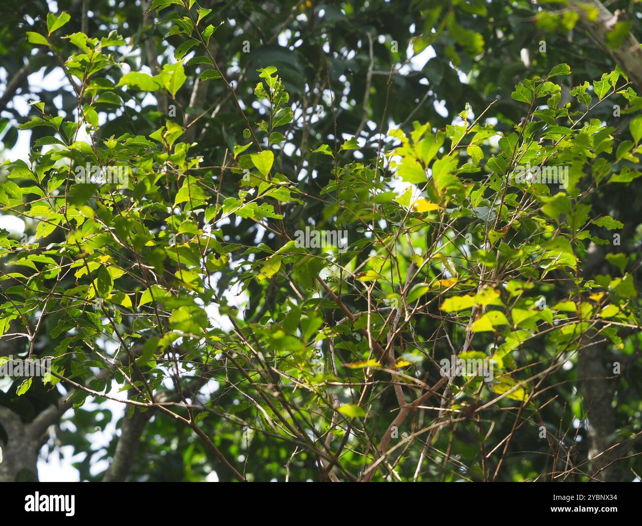 Subcostate Crape Myrtle (Lagerstroemia subcostata) Plantae Stock Photo ...