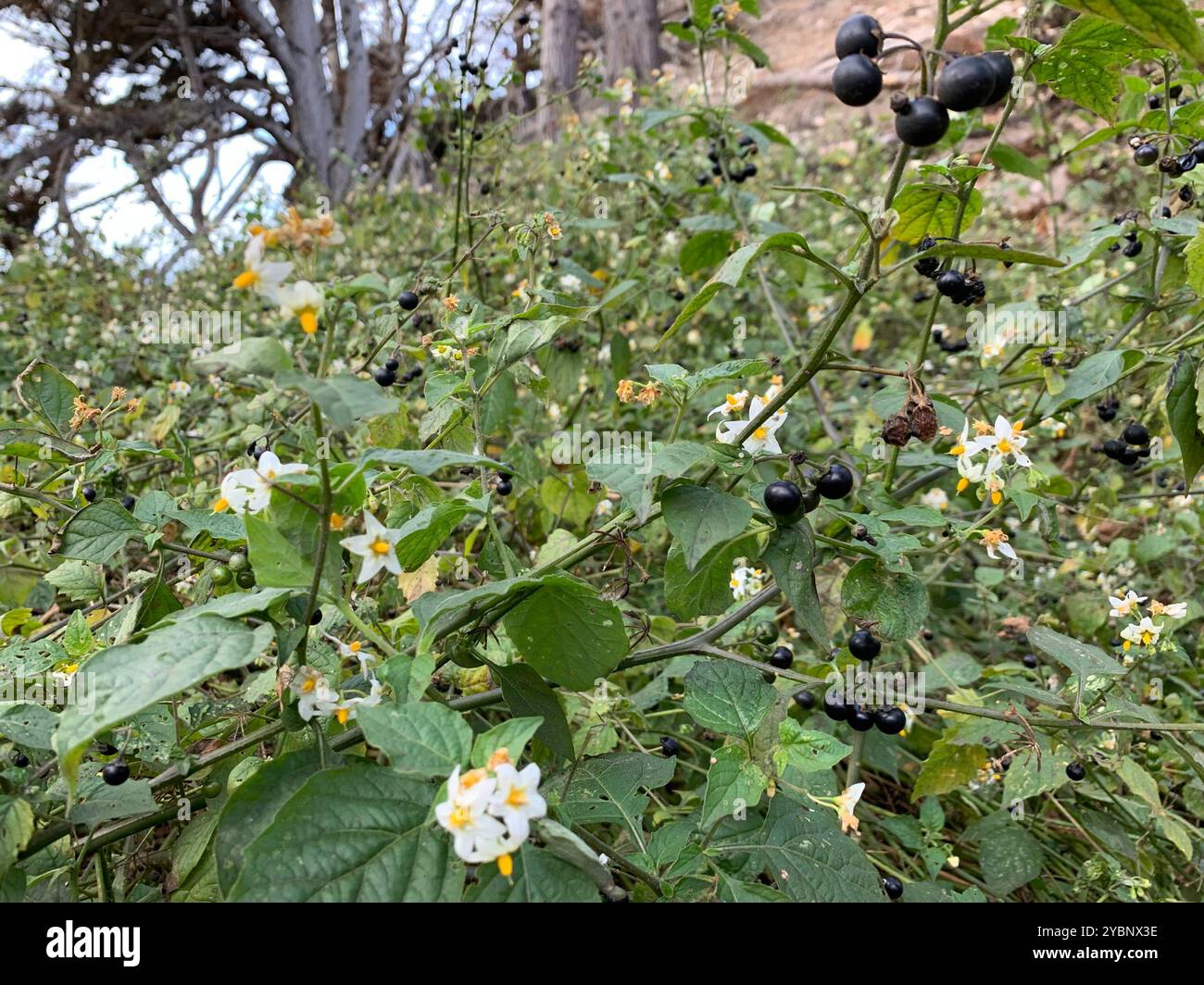 greenspot nightshade (Solanum douglasii) Plantae Stock Photo - Alamy