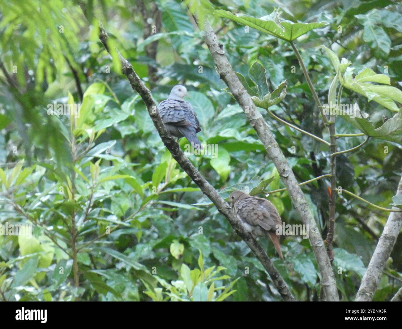 Claravis pretiosa hi-res stock photography and images - Alamy