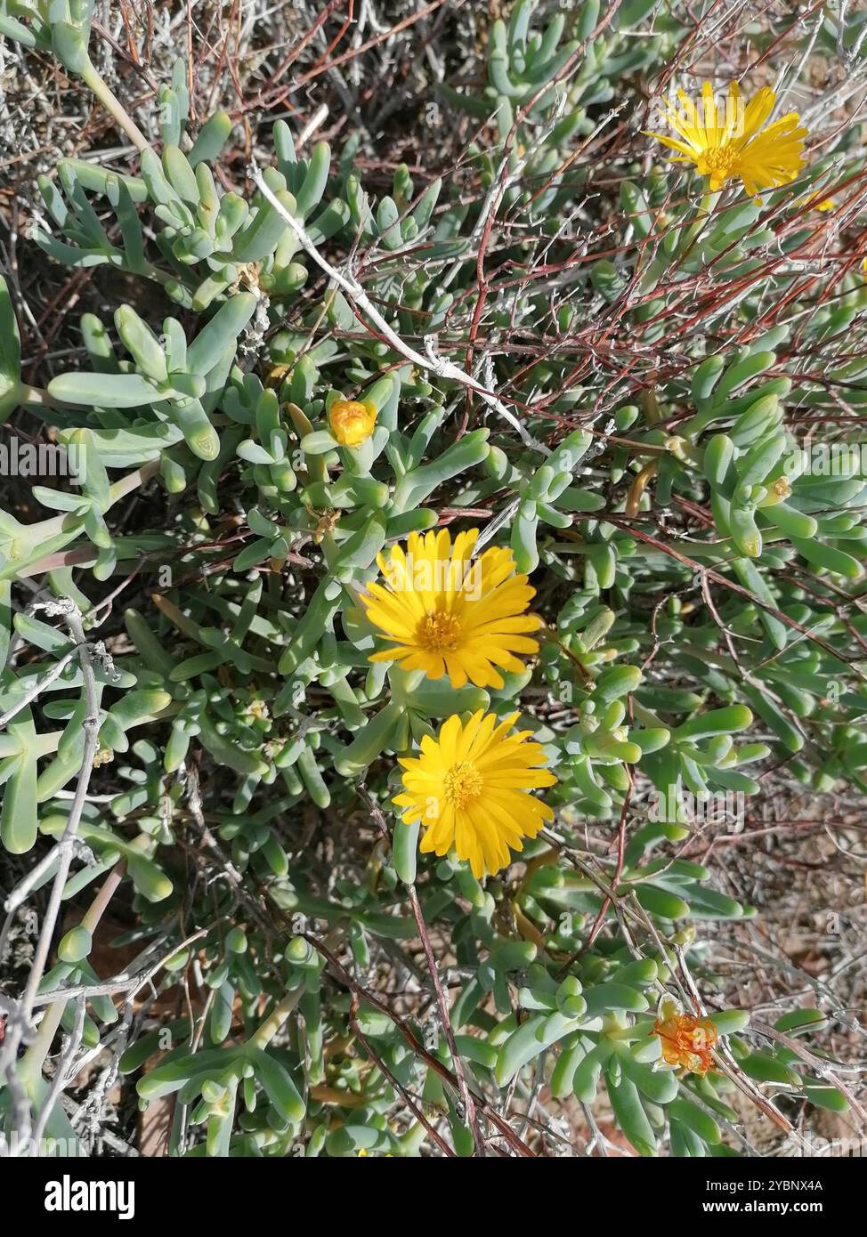 rocky point ice plant (Malephora lutea) Plantae Stock Photo - Alamy