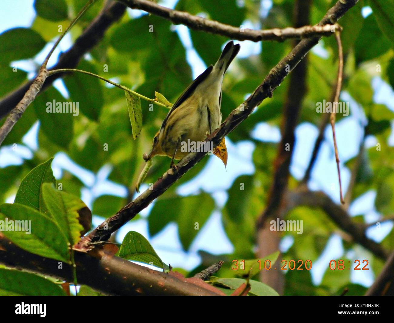 Blackburnian Warbler (Setophaga fusca) Aves Stock Photo - Alamy