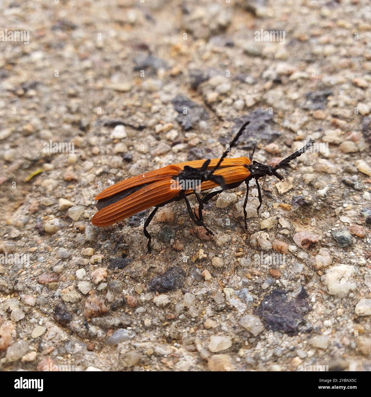Porrostoma rhipidium hi-res stock photography and images - Alamy