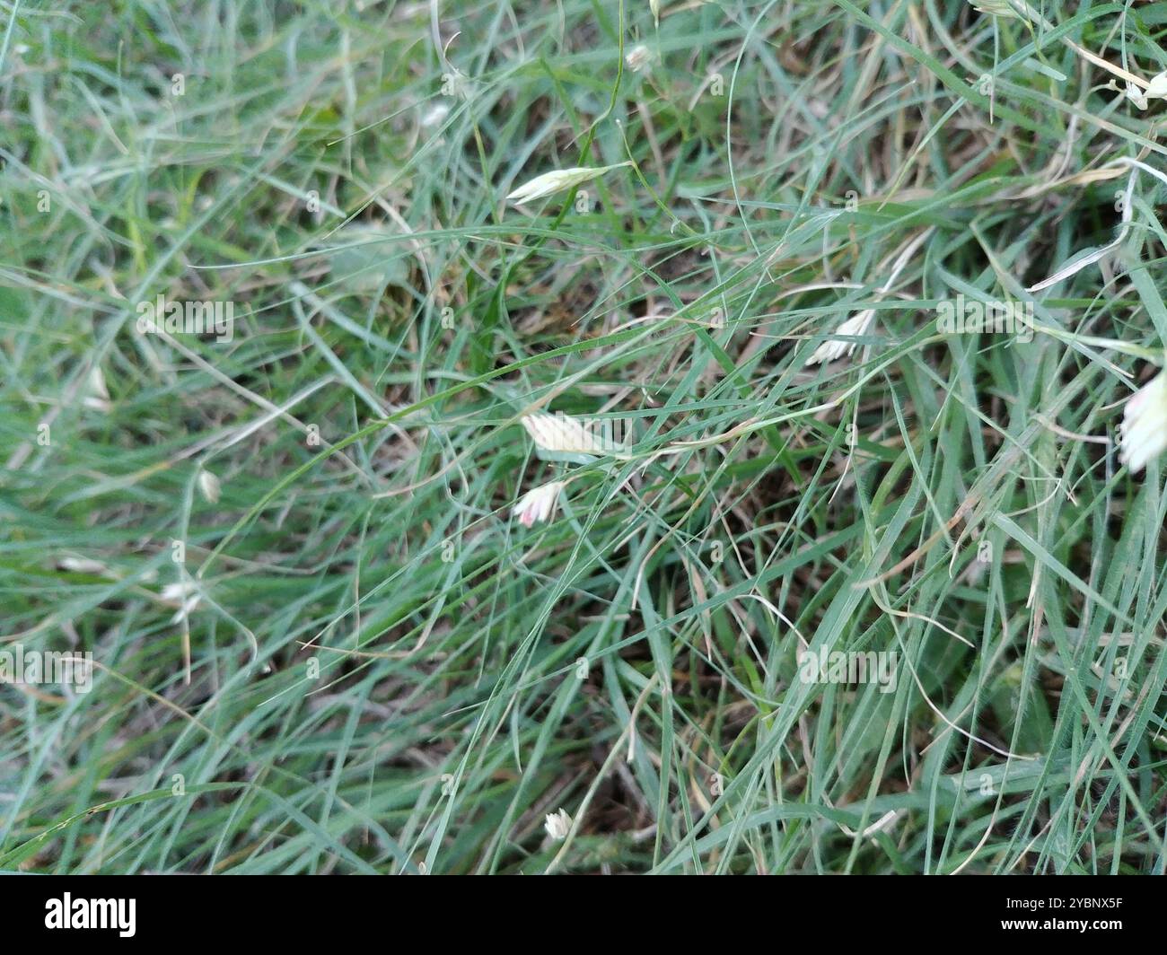 buffalograss (Bouteloua dactyloides) Plantae Stock Photo - Alamy