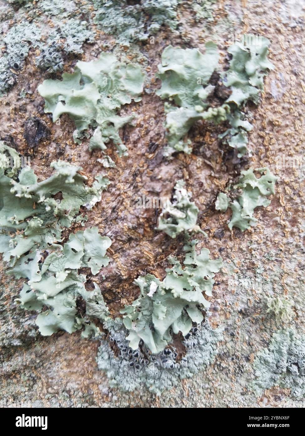 powdered ruffle lichen (Parmotrema hypotropum) Fungi Stock Photo - Alamy