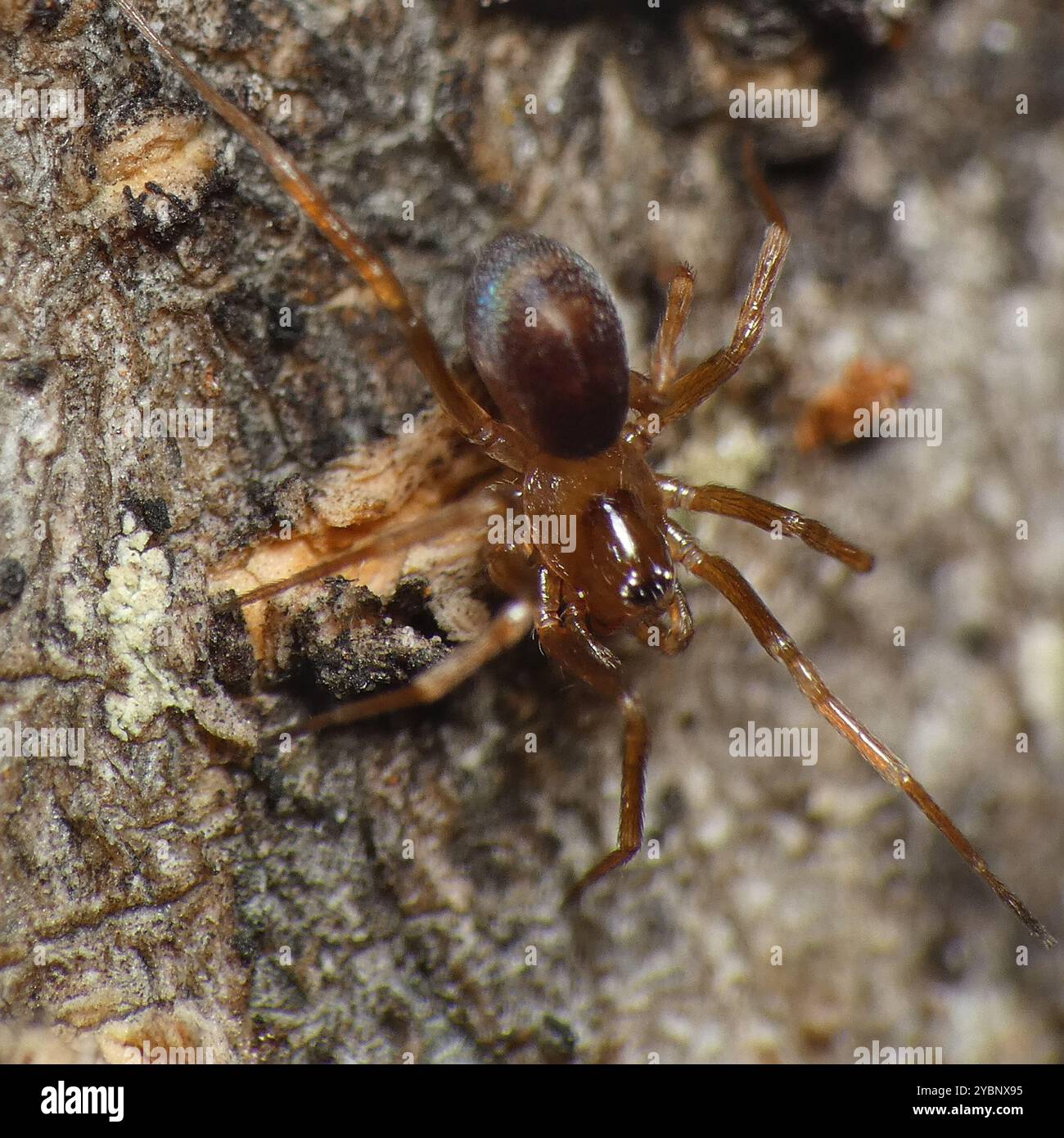 Spiders (Araneae) Arachnida Stock Photo - Alamy