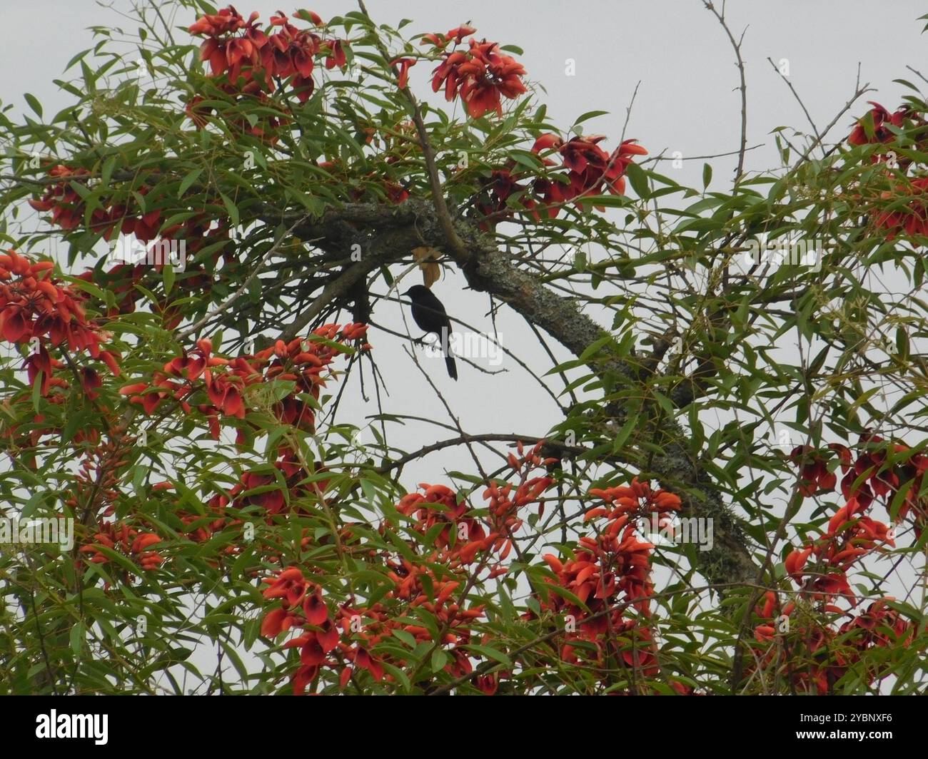Variable oriole icterus pyrrhopterus hi-res stock photography and ...