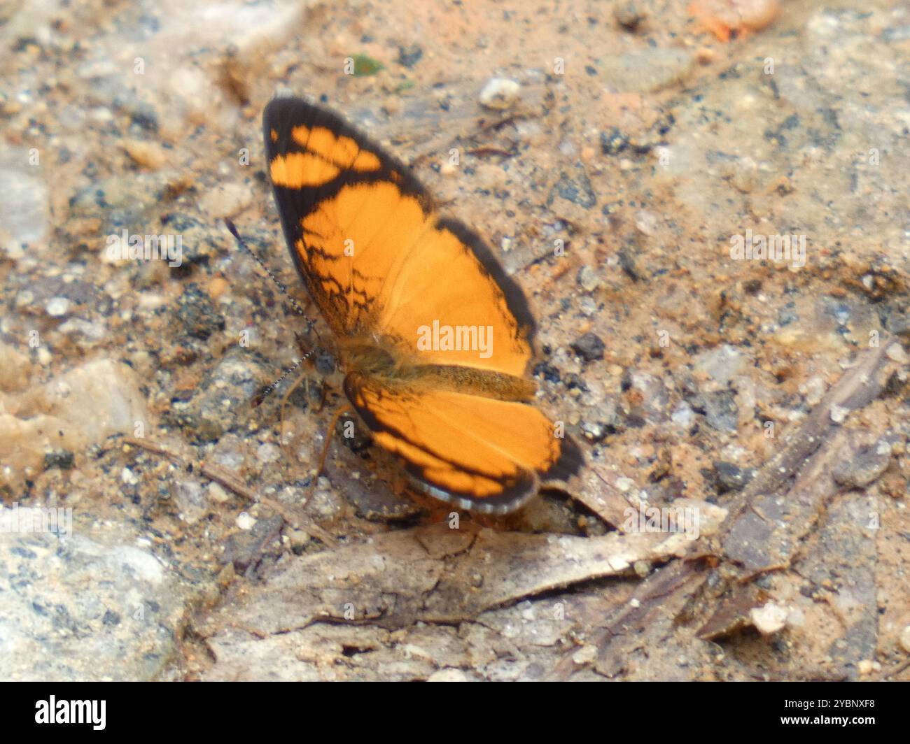 Claudina Crescent (Tegosa claudina) Insecta Stock Photo - Alamy