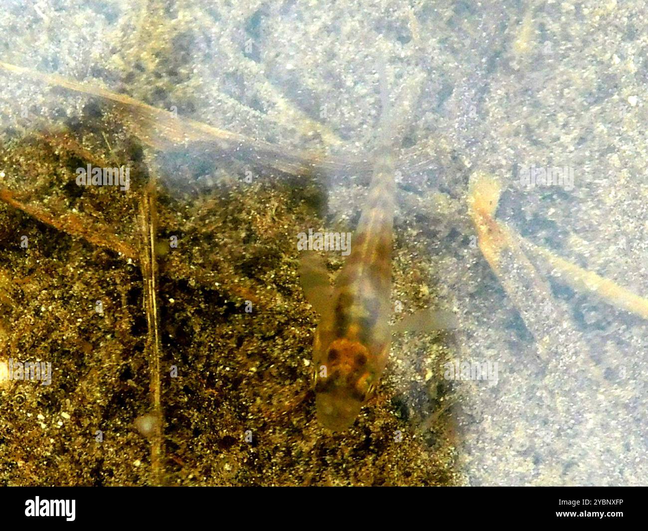 Ray-finned Fishes (Actinopterygii) Actinopterygii Stock Photo - Alamy