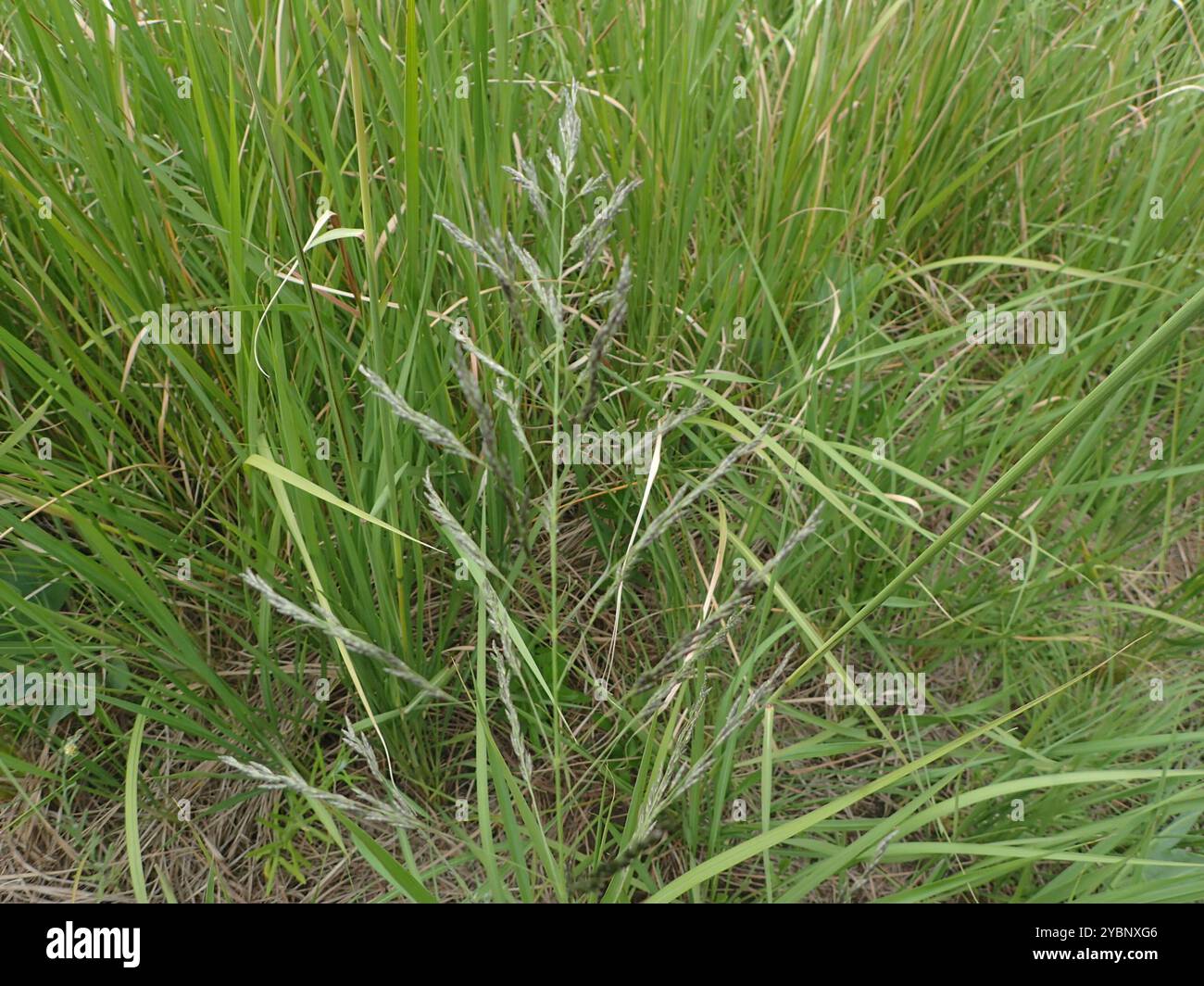 African love grass (Eragrostis curvula) Plantae Stock Photo - Alamy