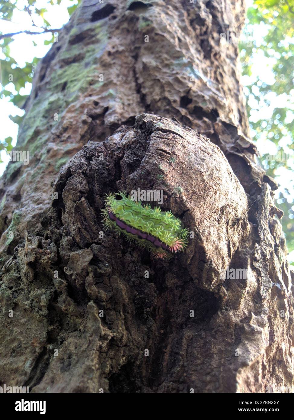 Slug Caterpillar Moths (Limacodidae) Insecta Stock Photo - Alamy