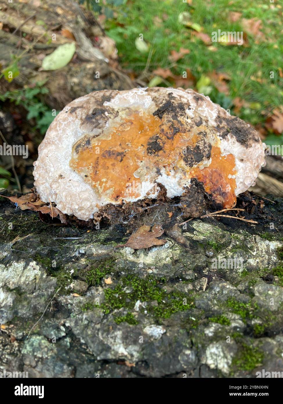 bracket polypores (Fomitopsidaceae) Fungi Stock Photo - Alamy