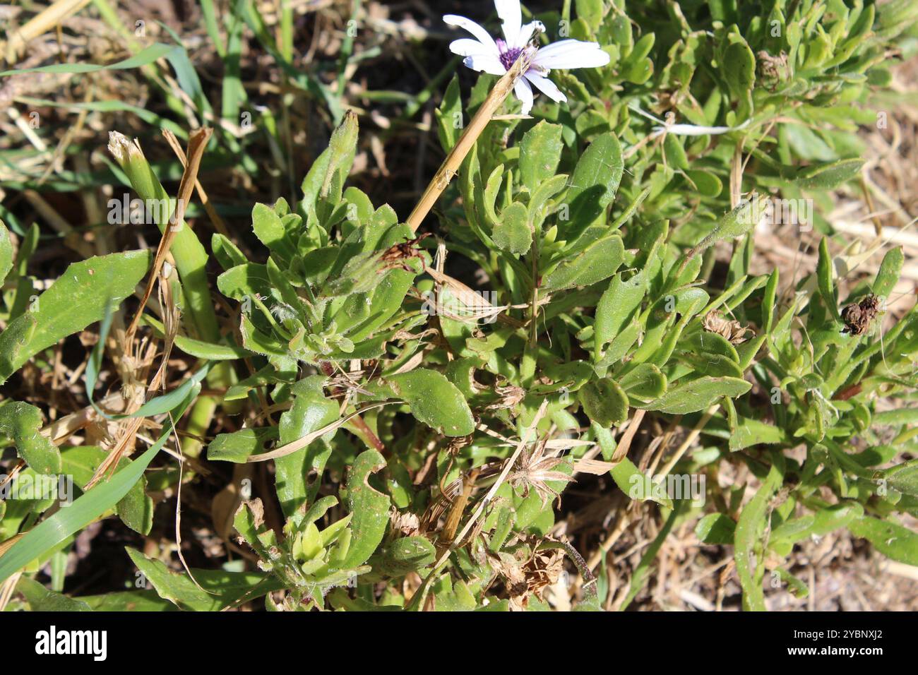 trailing African daisy (Dimorphotheca fruticosa) Plantae Stock Photo ...