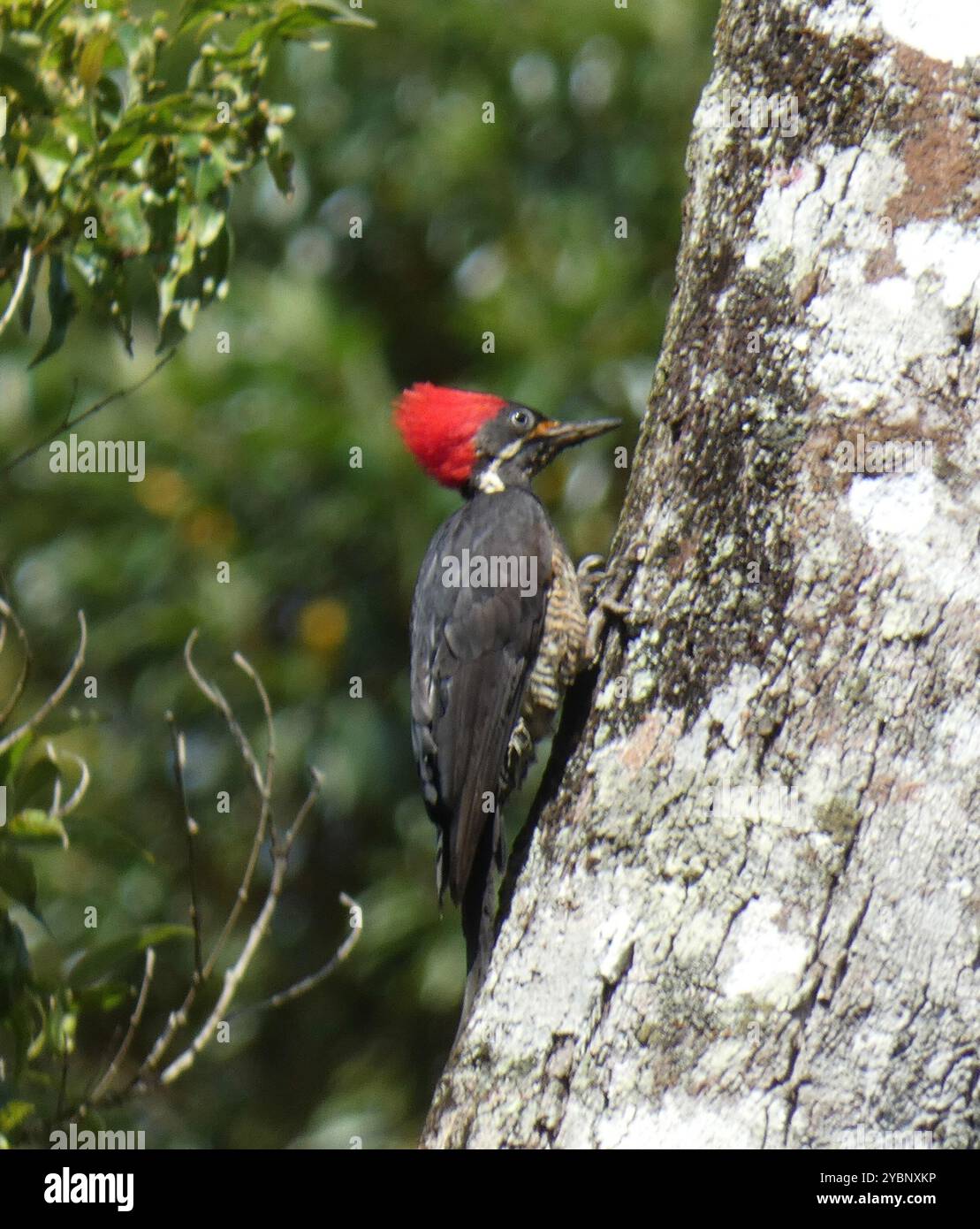Lineated Woodpecker (Dryocopus lineatus) Aves Stock Photo - Alamy