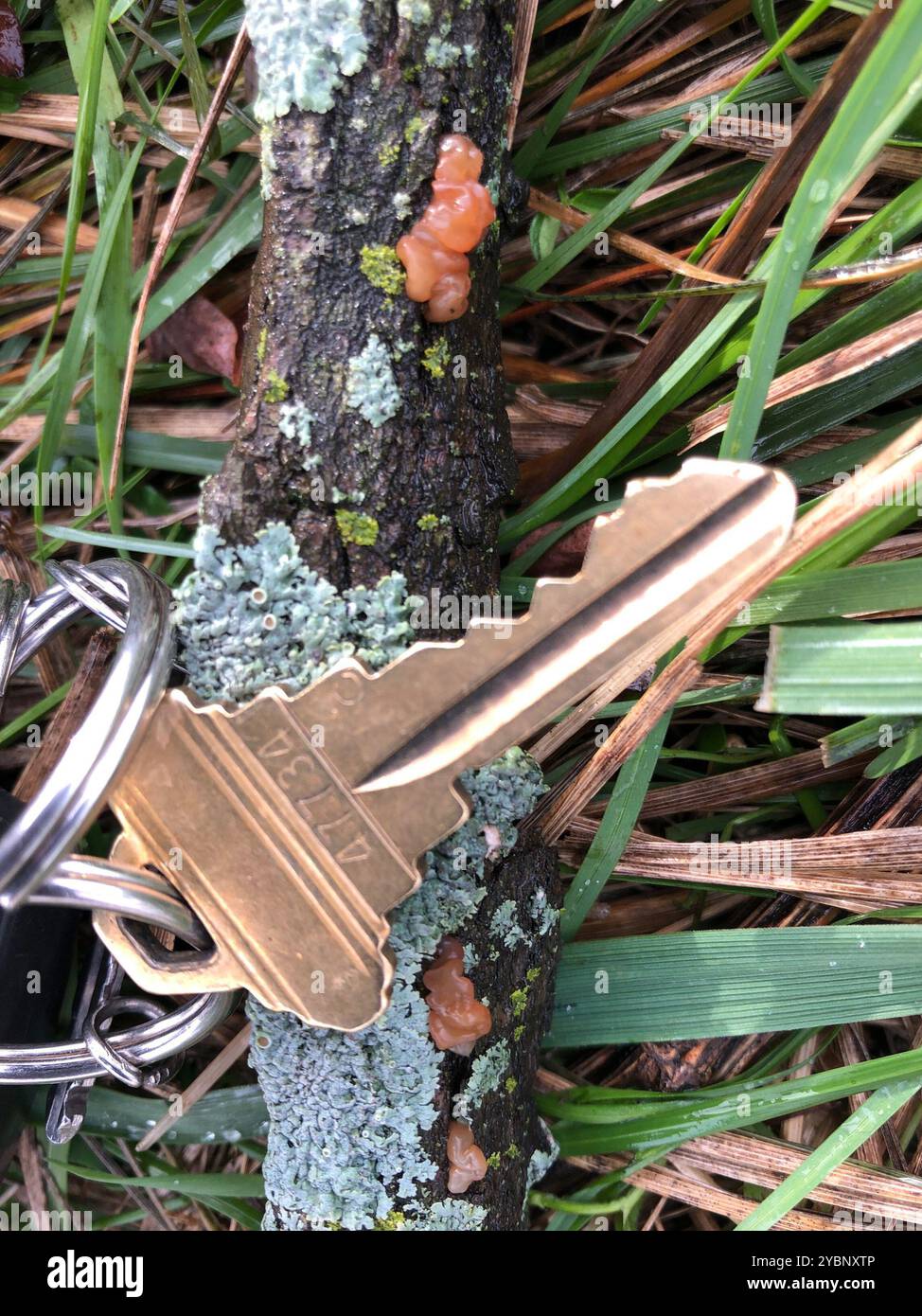 Leafy Brain (Phaeotremella foliacea) Fungi Stock Photo - Alamy