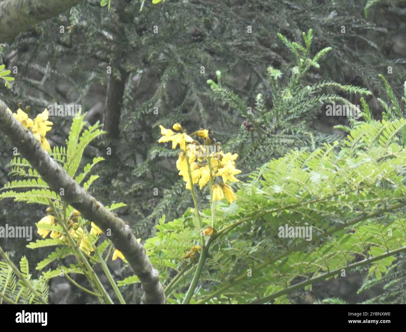 Brazilian fern tree (Schizolobium parahyba) Plantae Stock Photo - Alamy
