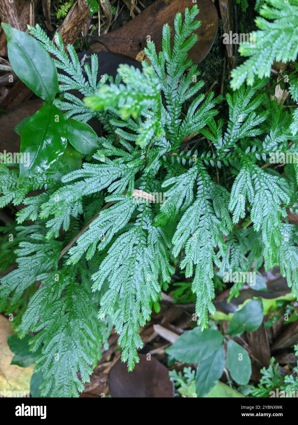spikemosses (Selaginella) Plantae Stock Photo - Alamy