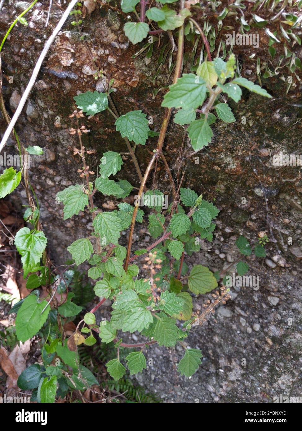 little spurflower (Coleus australis) Plantae Stock Photo - Alamy