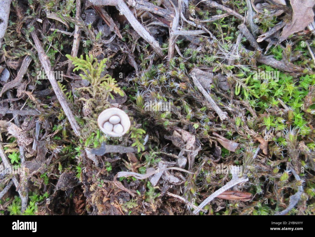 bird's nest fungi (Nidulariaceae) Fungi Stock Photo - Alamy