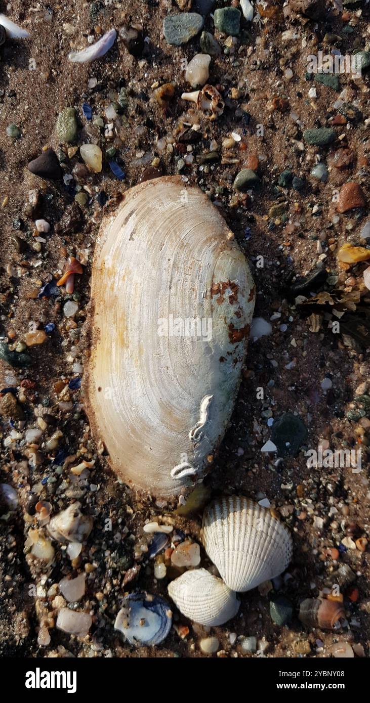 Otter shell (Lutraria lutraria) Mollusca Stock Photo - Alamy