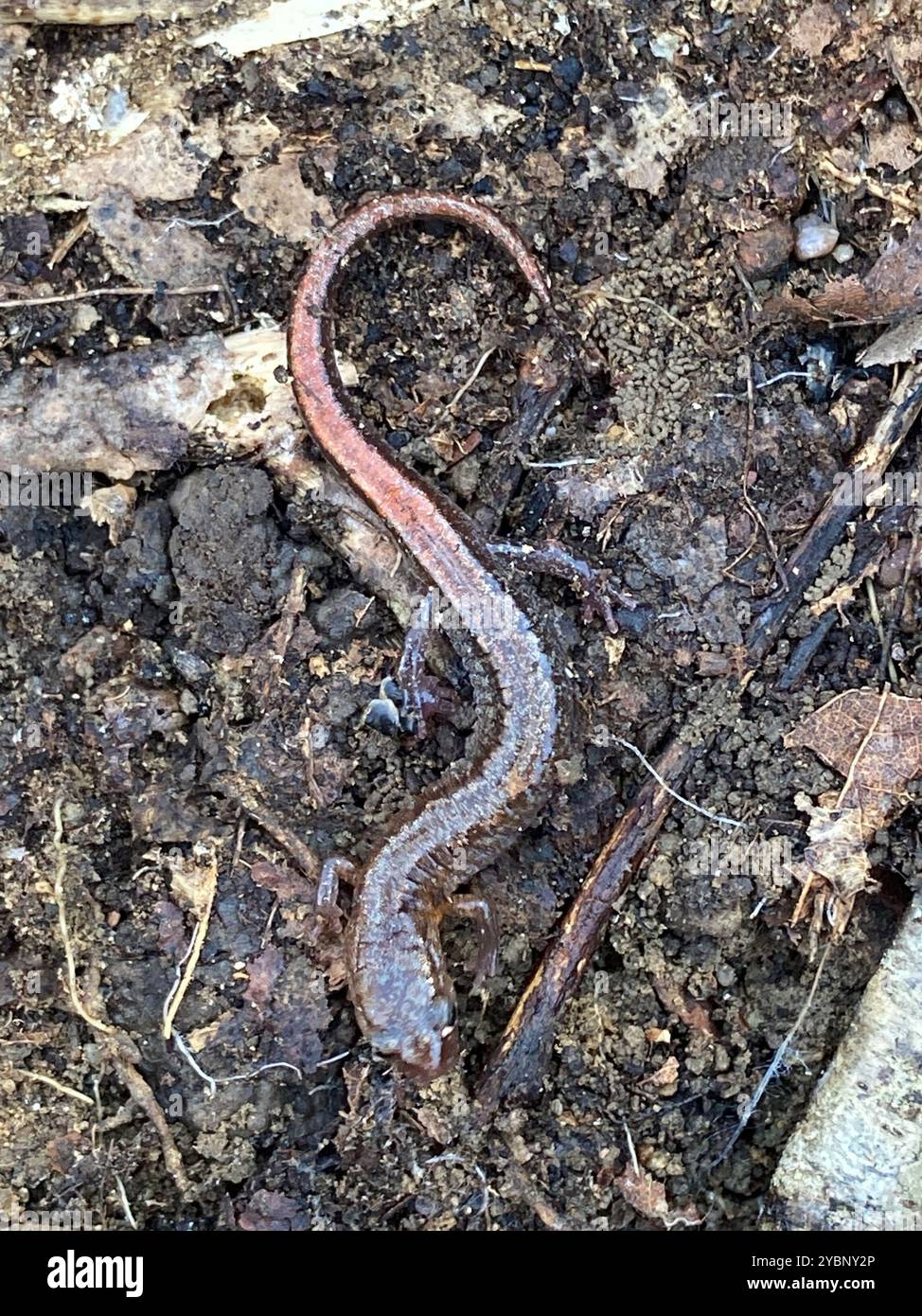 Woodland Salamanders (Plethodon) Amphibia Stock Photo - Alamy