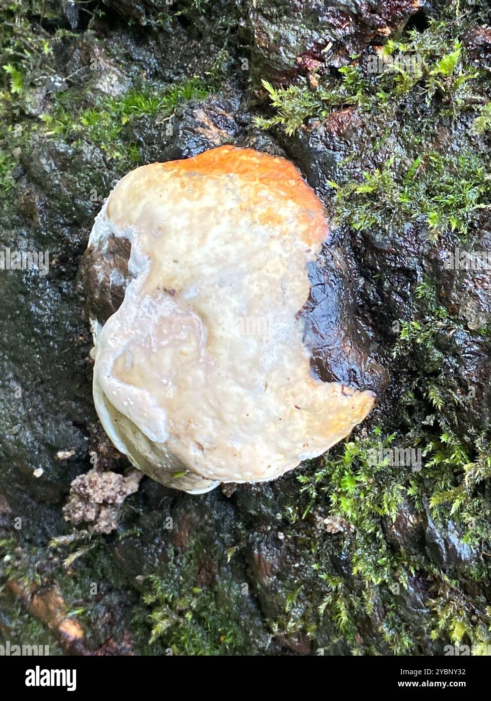 Northern Red Belt (Fomitopsis mounceae) Fungi Stock Photo - Alamy