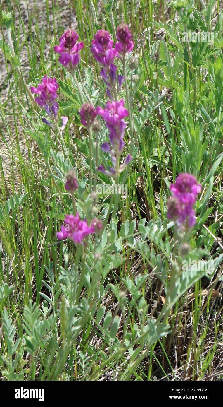 Boreal Sweet-vetch (Hedysarum boreale) Plantae Stock Photo - Alamy