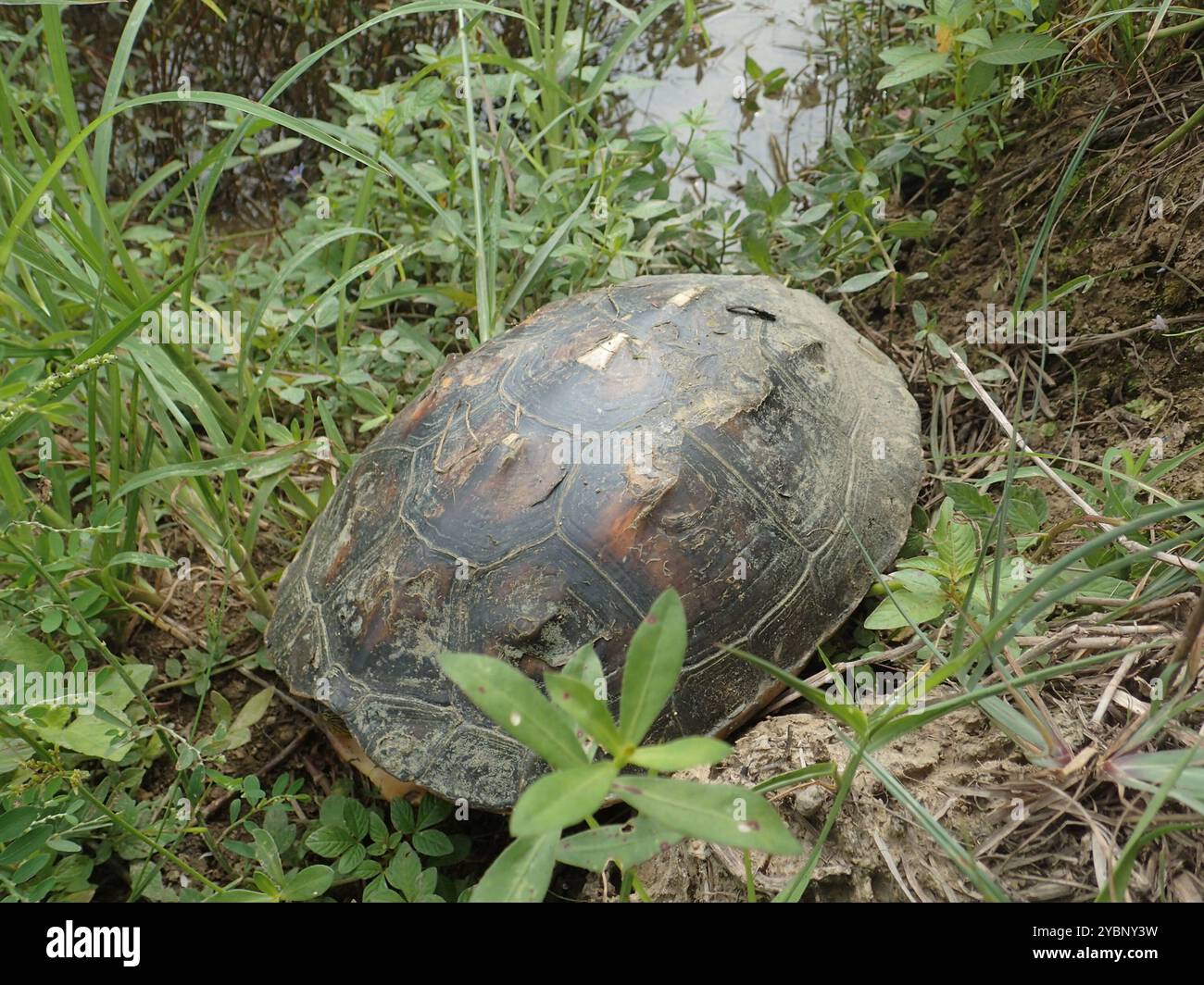 Common thread turtle (Mauremys sinensis) Reptilia Stock Photo - Alamy