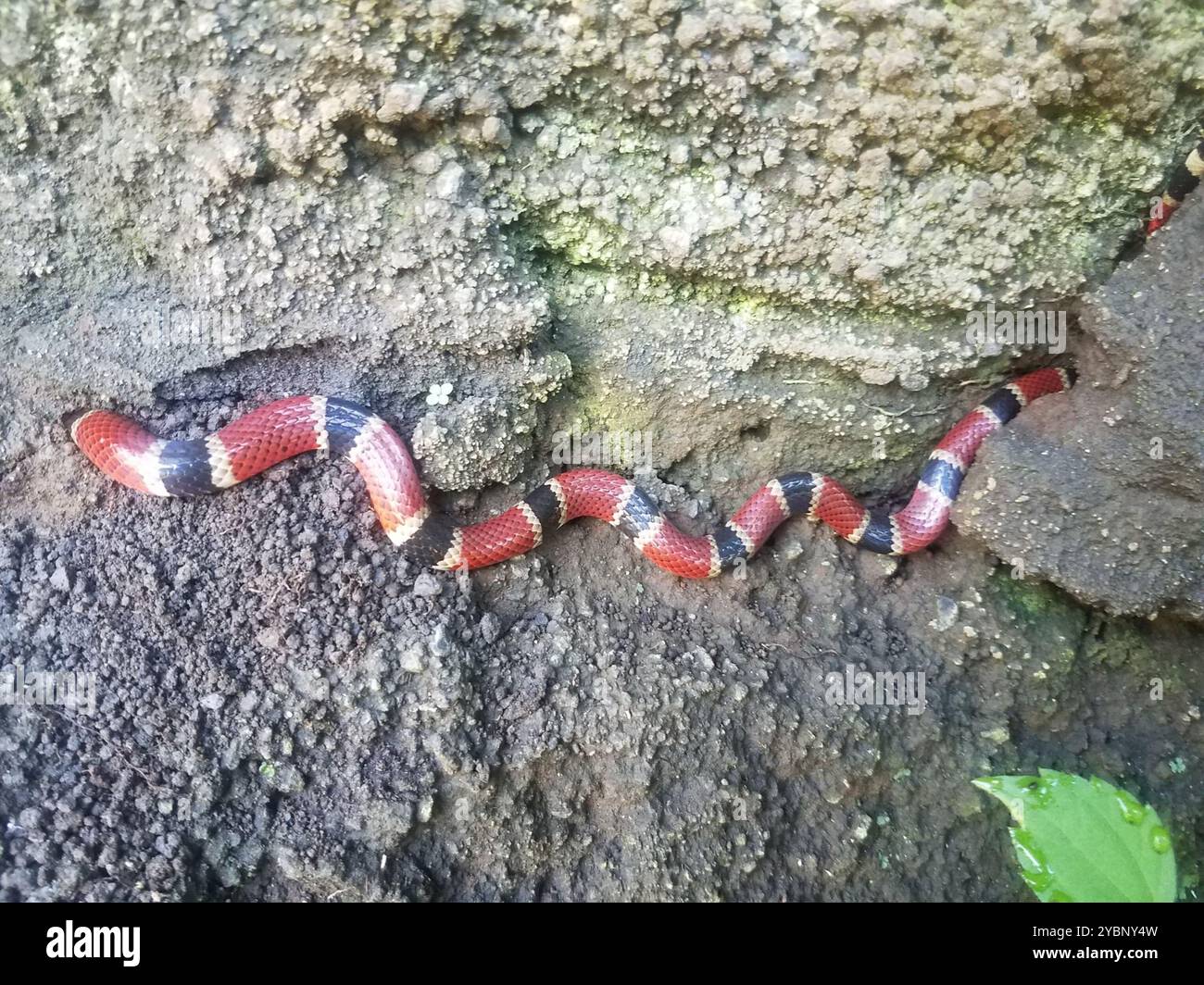 Central American Coralsnake (Micrurus nigrocinctus) Reptilia Stock ...