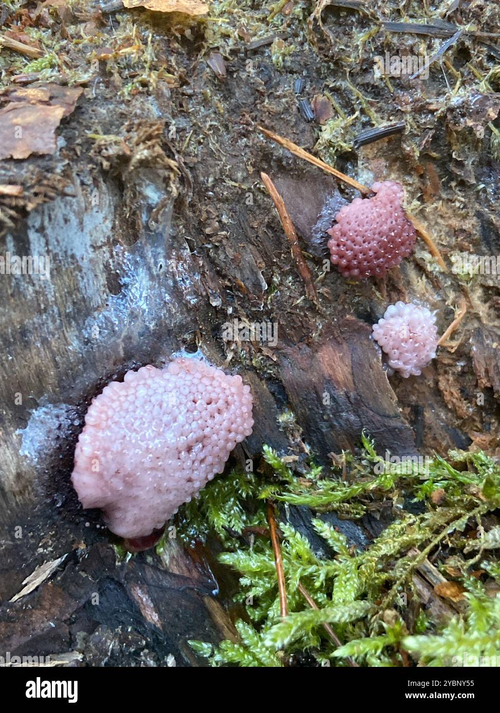 reticulate slime mold family (Reticulariaceae) Protozoa Stock Photo - Alamy