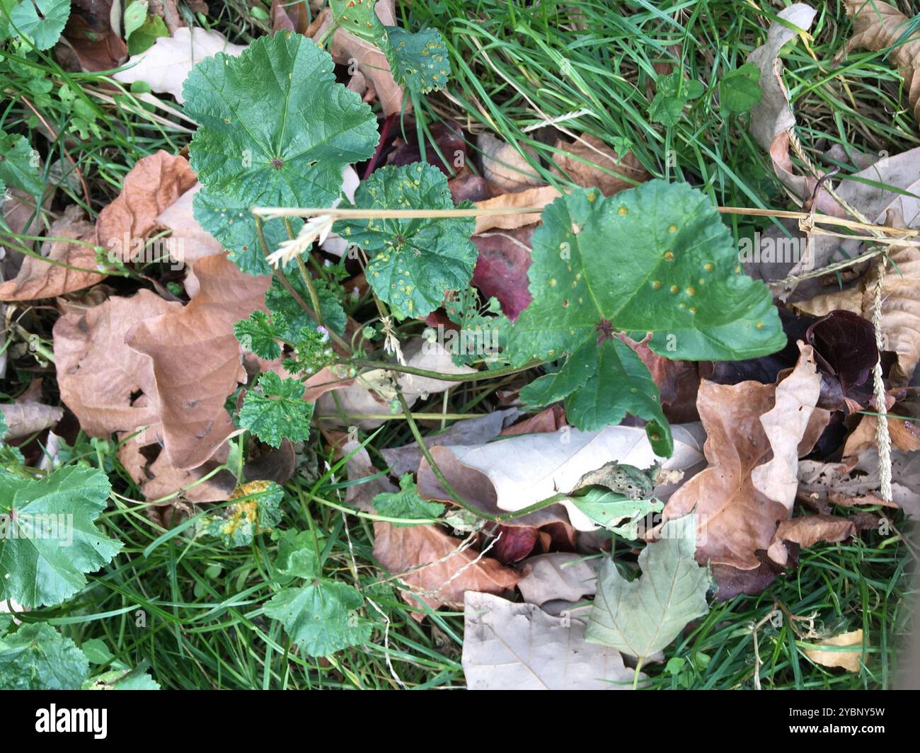 dwarf mallow (Malva neglecta) Plantae Stock Photo - Alamy